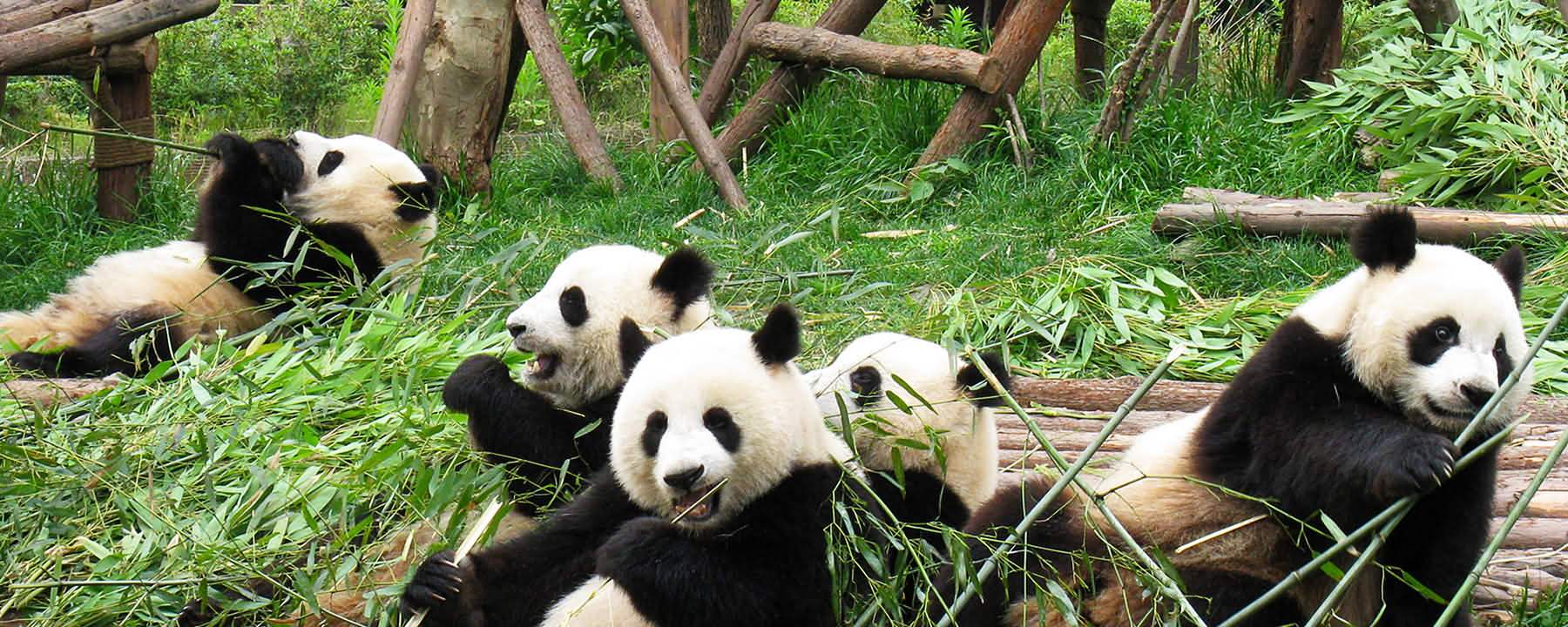 Yangtze River Cruises, Yangtze Cruise Experts 'Floating' Since 1959